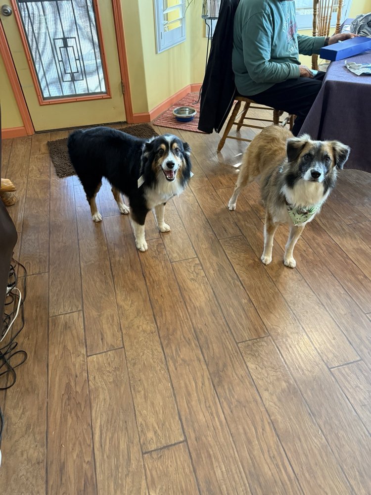 FURTOPIA DOG GROOMING - Updated December 2025 - Desert Hills, Arizona ...