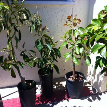 ATKINS NURSERY - Updated January 2026 - 22 Photos & 22 Reviews - 3129 ...