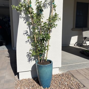 MOON VALLEY NURSERIES - QUEEN CREEK / SAN TAN VALLEY - Updated June 2024 - 43 Photos & 23 ...