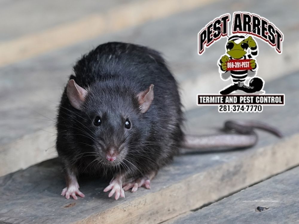 PEST ARREST - Updated August 2025 - 47 Photos & 26 Reviews - 4503 ...