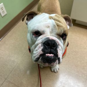 HIGH RIDGE ANIMAL HOSPITAL - 2612 Gravois Rd, High Ridge, Missouri ...