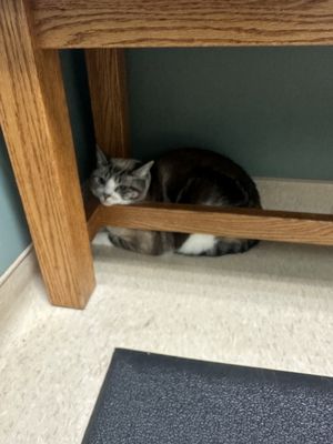 CLOCKTOWER ANIMAL HOSPITAL - Updated September 2024 - 44 Photos & 208 ...