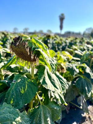 HANA FIELD BY TANAKA FARMS - TEMP. CLOSED - 172 Photos & 54 Reviews ...