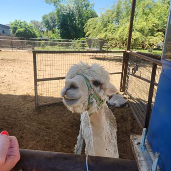 AMADIO RANCH FARM STORE - Updated October 2024 - 213 Photos & 140 ...