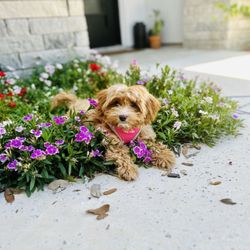 TOP 10 BEST Mobile Dog Groomer near Stone Oak, San Antonio, TX 78258 ...