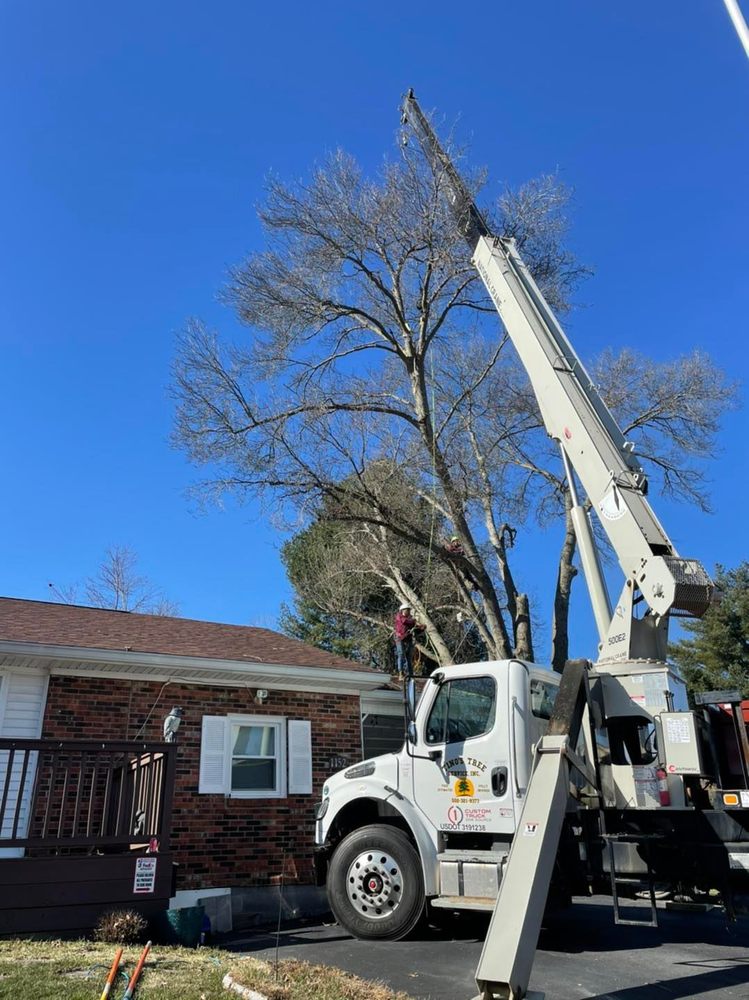 TINO’S TREE SERVICE - Updated December 2025 - 22 Photos & 10 Reviews ...