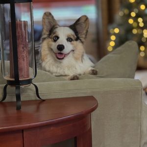 LIEN ANIMAL CLINIC, A THRIVE PET HEALTHCARE PARTNER - Updated June 2026 ...