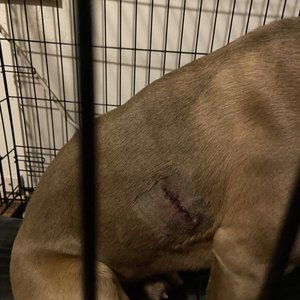 SILVERDALE DOG PARK - Updated November 2024 - 29 Photos & 21 Reviews ...