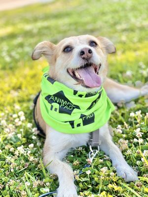 THE ANIMAL PAD - Updated August 2025 - 304 Photos & 222 Reviews - San ...