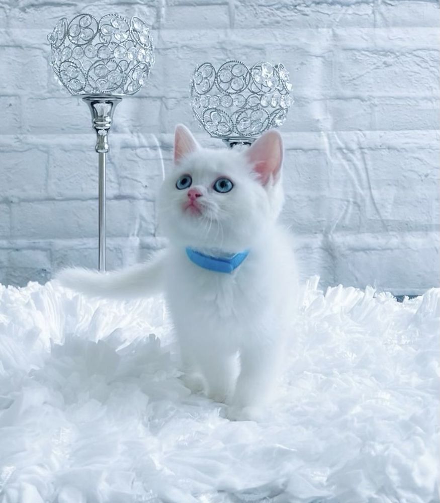 FANCY KITTY CAT - Updated September 2025 - Request Information - Fairfax, Virginia - Pet ...