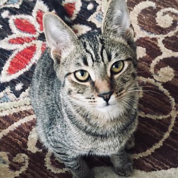 PAWS CAT CITY - Updated January 2026 - 44 Photos & 82 Reviews - 5200 ...