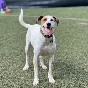 SIMPLY SOUTHERN PUPS - Updated November 2025 - 1557 Halfacre Rd ...