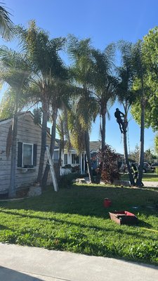 SALAZAR TREE CARE - Updated November 2025 - 139 Photos - Paramount ...