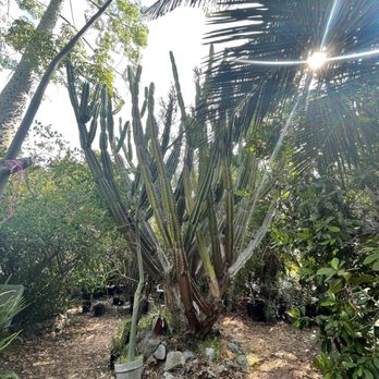 EXOTICA RARE FRUIT NURSERY - Updated December 2025 - 330 Photos & 124 ...