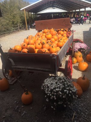 CEDAR HILL FARM - 16 Reviews - CSA - 8 Love Rd, Hernando, MS - Phone Number