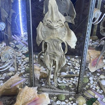 THE INSECT ASYLUM - Updated December 2025 - 65 Photos & 15 Reviews ...