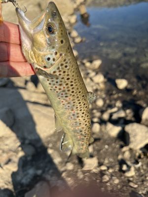 JOHNSONDALE BRIDGE RIVER TRAIL - Updated December 2025 - 30 Photos - 26 ...