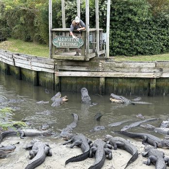 ALLIGATOR ADVENTURE - 606 Photos & 207 Reviews - 4604 Hwy 17 S, North ...