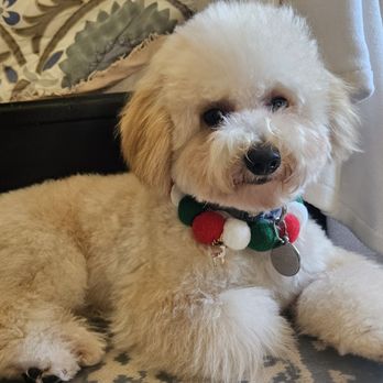 BLUE POOCH - Updated January 2025 - 748 Photos & 317 Reviews - 11737 W ...