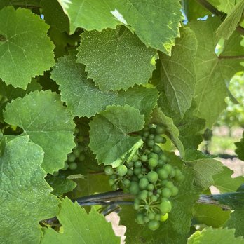 CAROLINE CELLARS - Updated January 2026 - 135 Photos & 129 Reviews ...