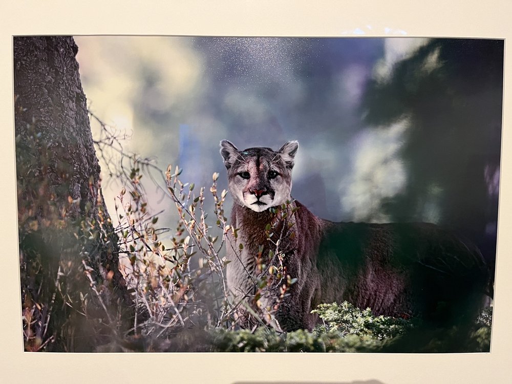 WHYTE MUSEUM OF THE CANADIAN ROCKIES - Updated December 2025 - 74 ...