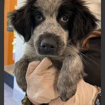 IDAHO HUMANE SOCIETY - Updated October 2025 - 25 Photos & 25 Reviews ...