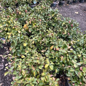 THE TREE FARM NURSERY & GARDEN CENTER - Updated February 2025 - 25 ...