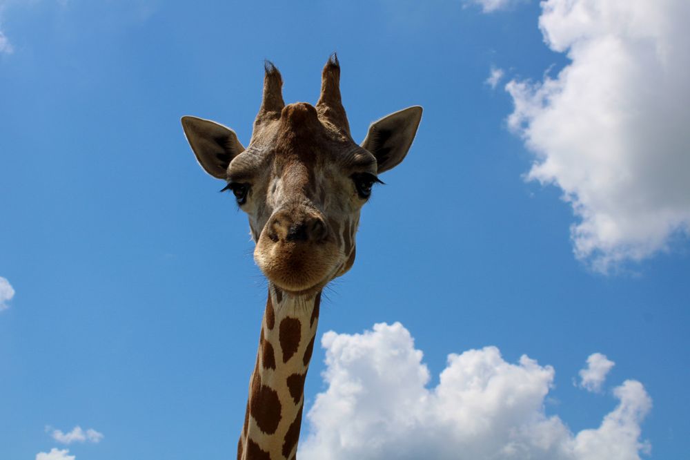 ZOOSIANA - Updated October 2025 - 60 Photos - 5601 Hwy 90 E, Broussard ...