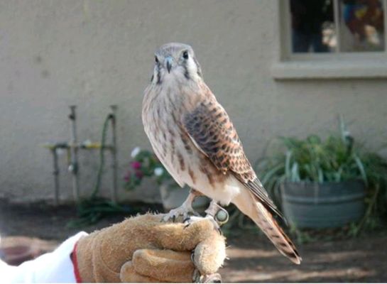 CALIFORNIA RAPTOR CENTER - Updated January 2026 - 58 Photos & 23 ...