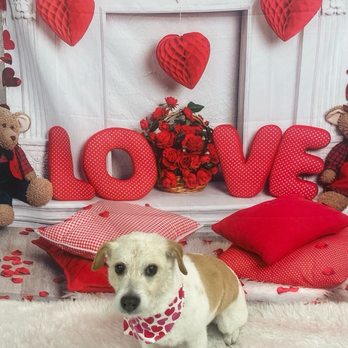 PAWS R US - Updated June 2025 - 87 Photos & 53 Reviews - 7955 N Cedar ...