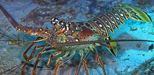KEY WEST LOBSTERS AND STONE CRABS - Updated August 2025 - 29551 ...