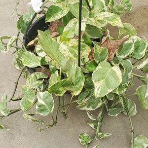 THE TREE FARM NURSERY & GARDEN CENTER - 21 Photos & 79 Reviews - 11868 ...