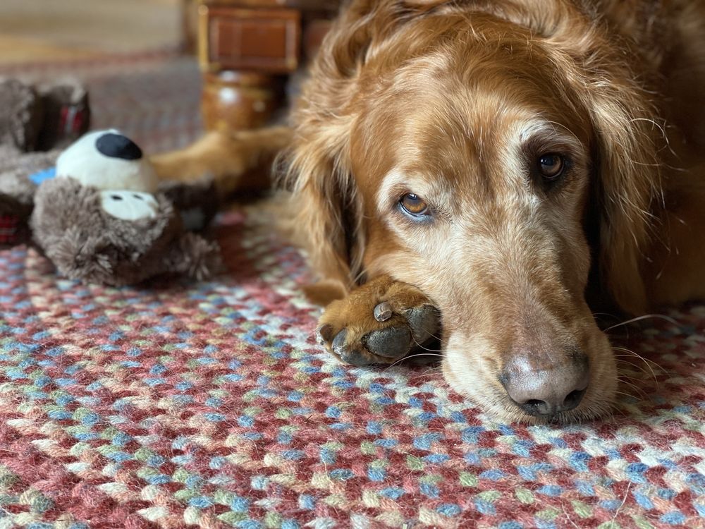 COUNTRY PAWS RESORT - Updated December 2025 - 53 Photos & 17 Reviews ...