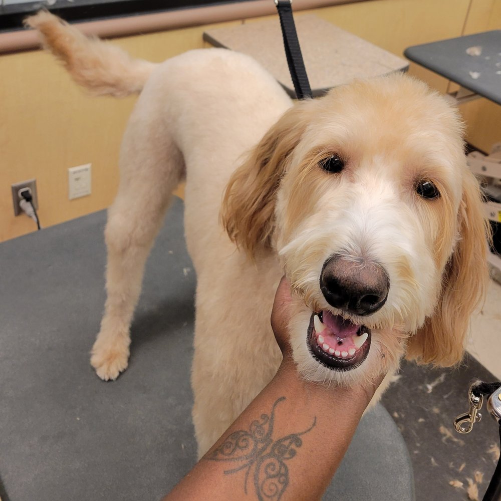 PAWSITIVE SPA GROOMING - Updated September 2024 - Orange Park, Florida ...