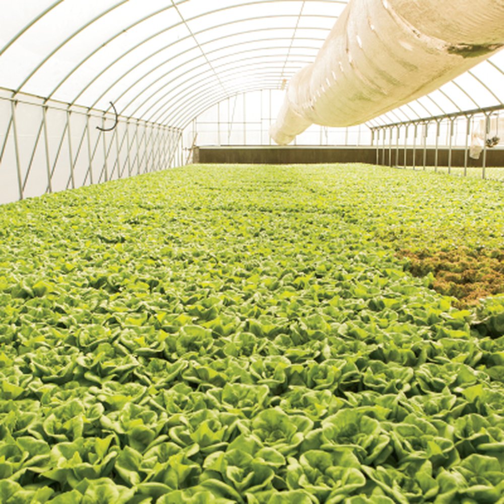 Cherokee Nc Dairy Farm