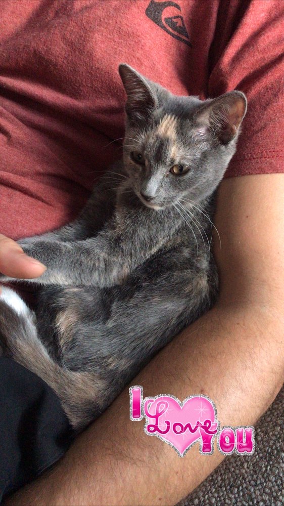 GOOD KARMA PET RESCUE OF SOUTH FLORIDA - Updated September 2024 - 17 ...