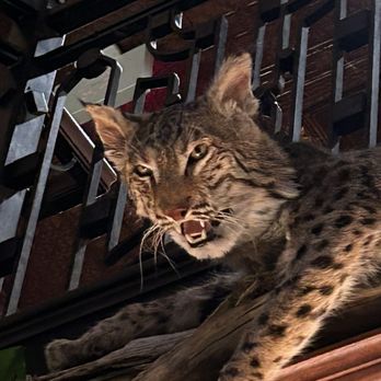 FERAL KITCHEN & LOUNGE - Updated June 2025 - 123 Photos & 48 Reviews ...