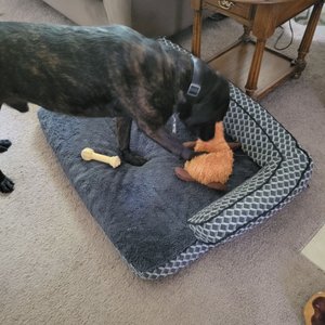 WAYNE COUNTY HUMANE SOCIETY - Updated February 2025 - 1161 ...