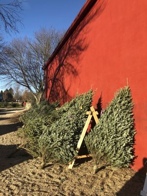 MISTLETOE CHRISTMAS TREE FARM - Updated August 2025 - 10 Photos & 17 ...