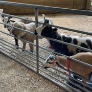 HERSHBERGER’S FARM AND BAKERY - 158 Photos & 63 Reviews - 5452 State ...