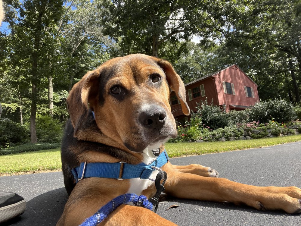 TOWN PAWS - Updated June 2026 - 41 Photos - Natick, Massachusetts - Dog ...