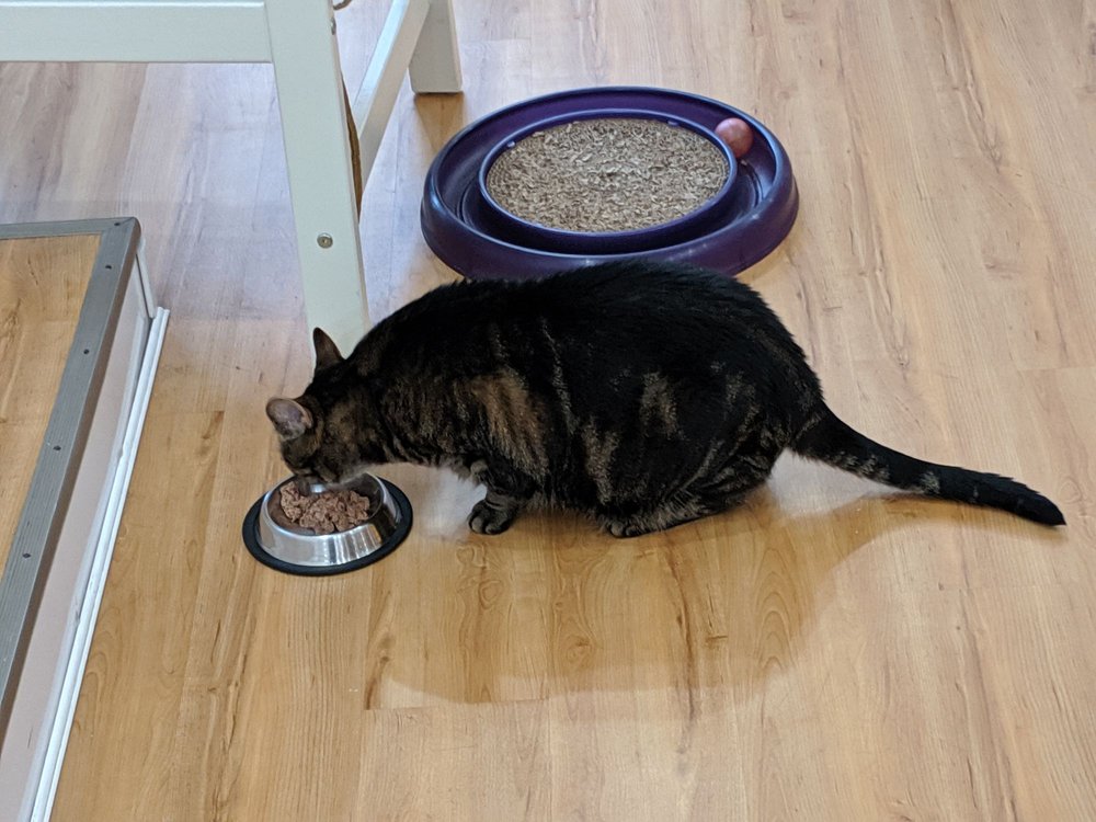 MEW HAVEN CAT CAFE - 159 Photos & 59 Reviews - 904 Whalley Ave, New ...