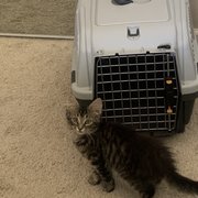 SMALL MIRACLES CAT & DOG RESCUE - 15 Photos & 63 Reviews - 10236 ...