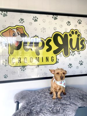 PUPS R US - Updated August 2025 - 24 Photos - 456 W Anaheim St, Long ...