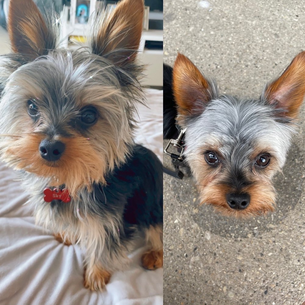 PAWSITIVE PAWS - Updated April 2025 - 24 Photos & 22 Reviews - Chicago ...