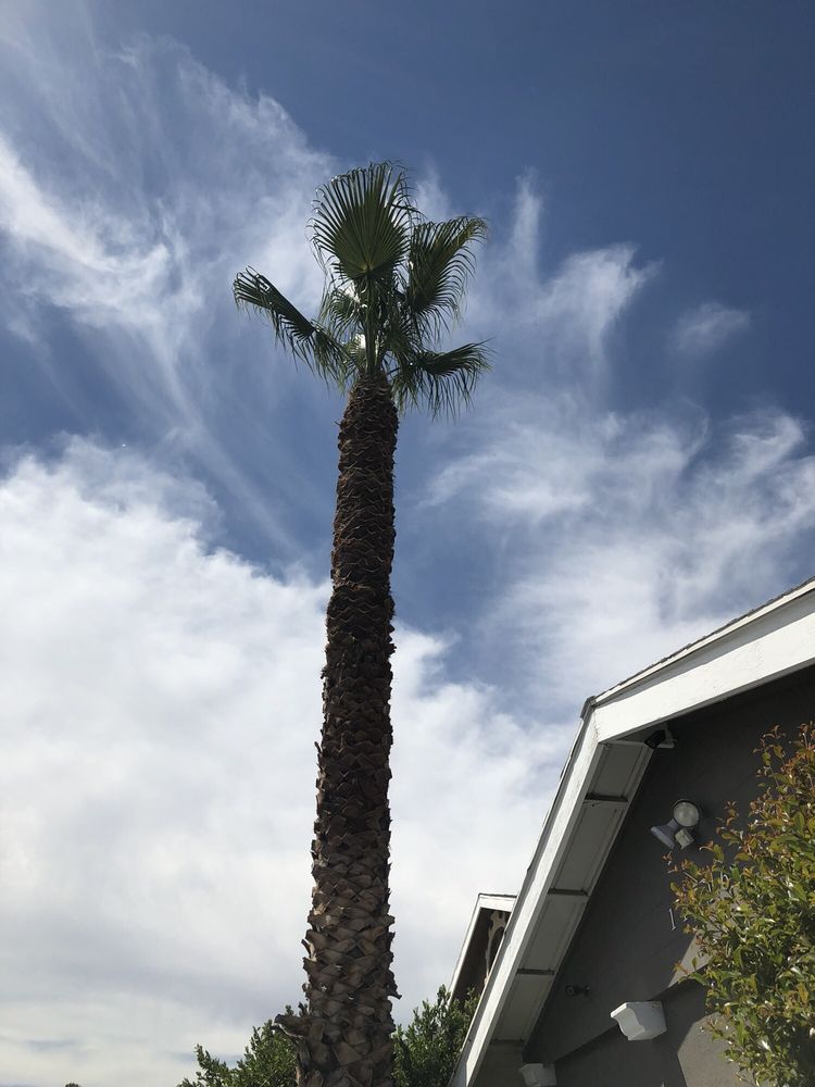 MIRANDA TREE SERVICES - Updated July 2025 - 14 Photos - Sylmar ...