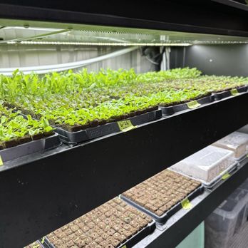 NEON GREENS - Updated May 2025 - 119 Photos & 57 Reviews - 4176 ...