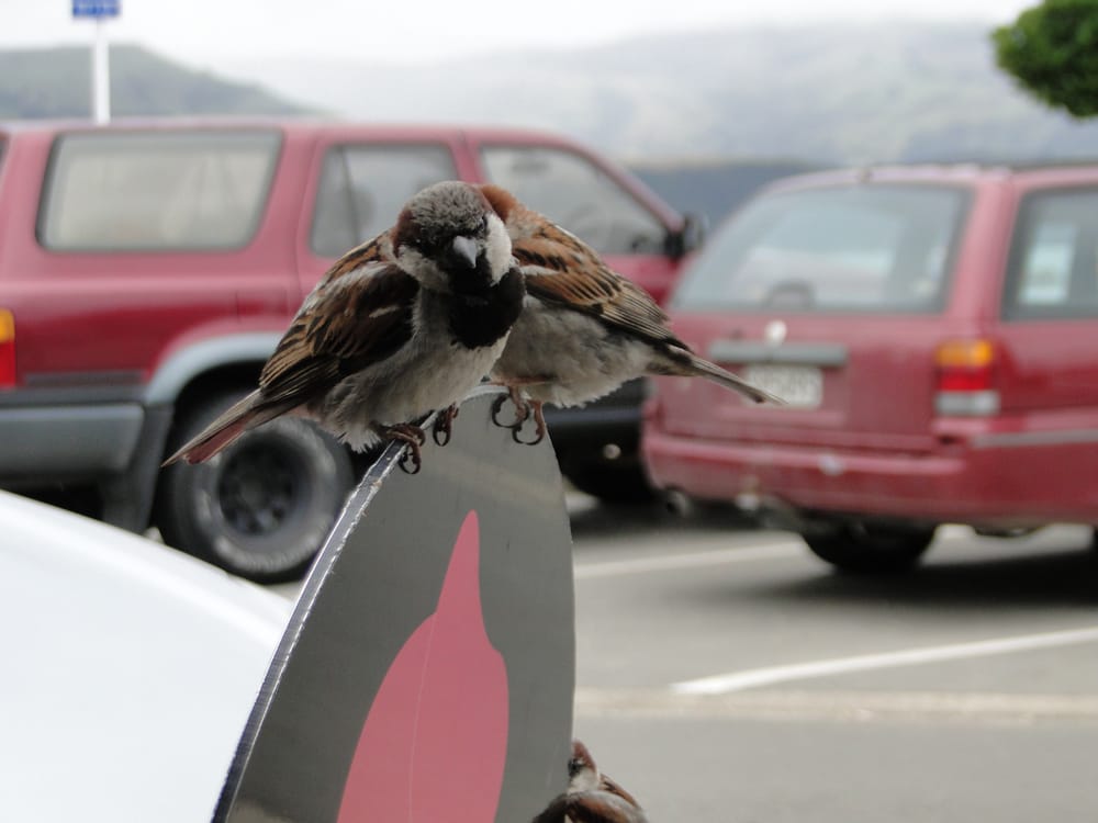 L’ESCARGOT ROUGE - Updated July 2025 - 67 Beach Rd, Akaroa, Canterbury ...