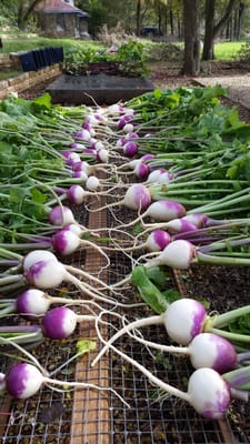 URBAN ROOTS FARM - Updated August 2025 - 67 Photos - 7651 Delwau Ln ...