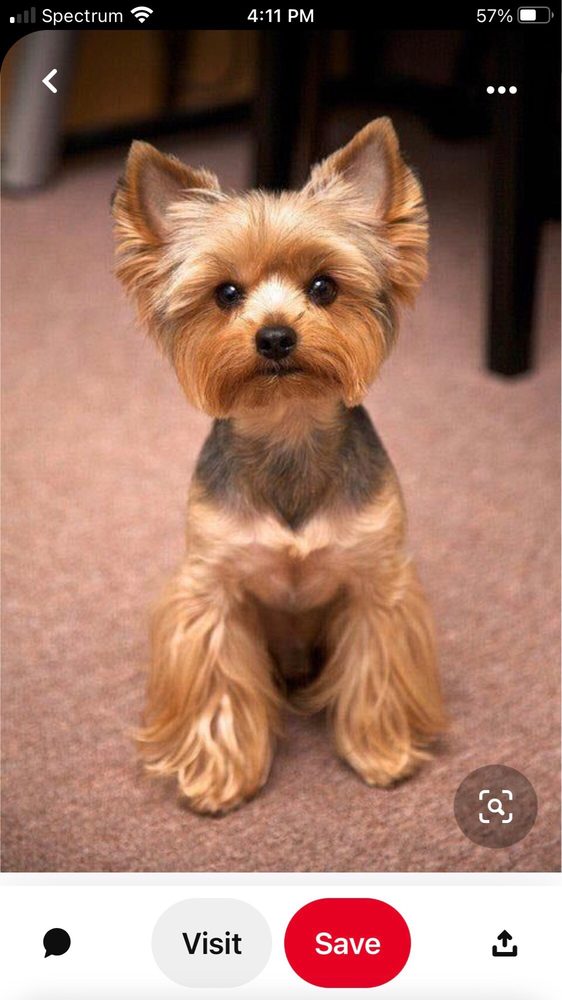 RUFF CUTS - Updated August 2025 - 41 Photos & 25 Reviews - Seattle ...